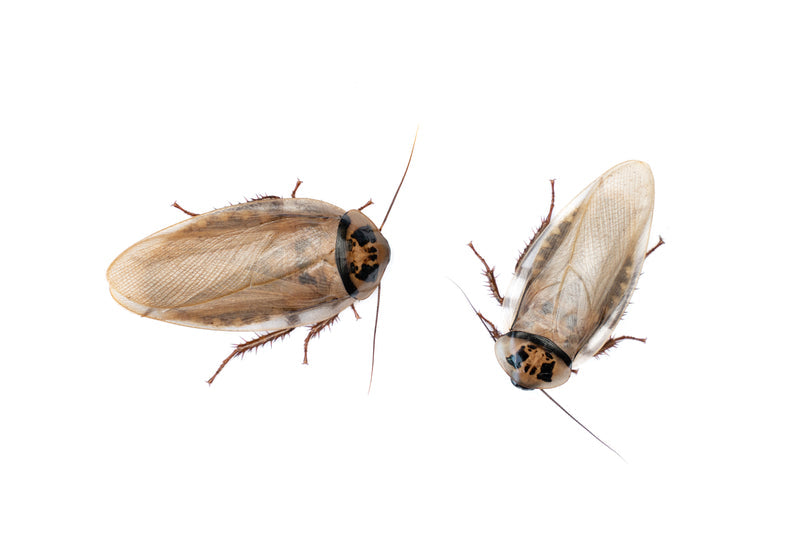 Ivoryhead Roaches For Feeders Pets And Composting Complete Guide