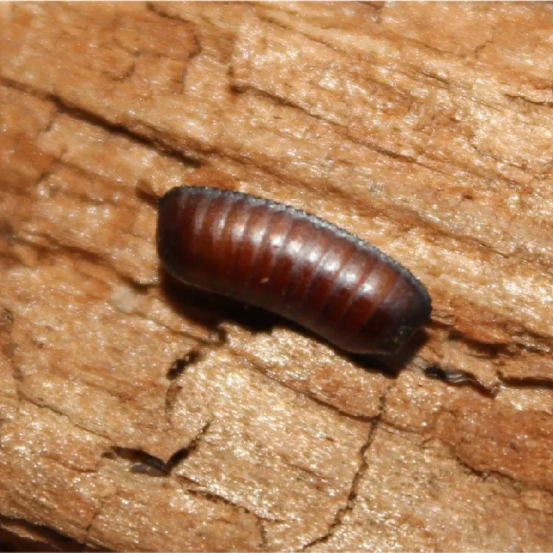 How to hatch and care for Red Runners. – Tasty Critters