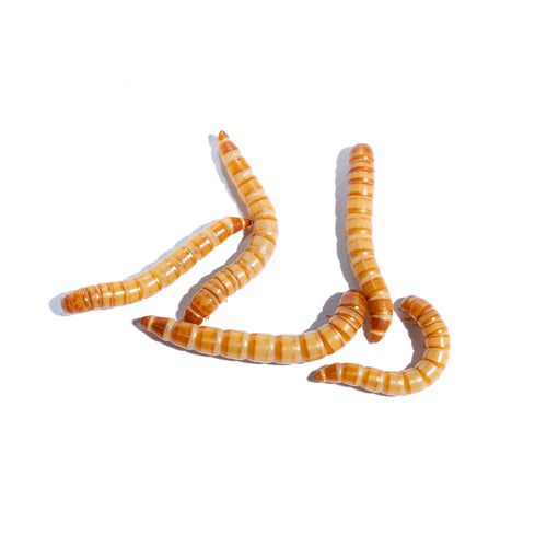 Live Feeders – Tasty Critters