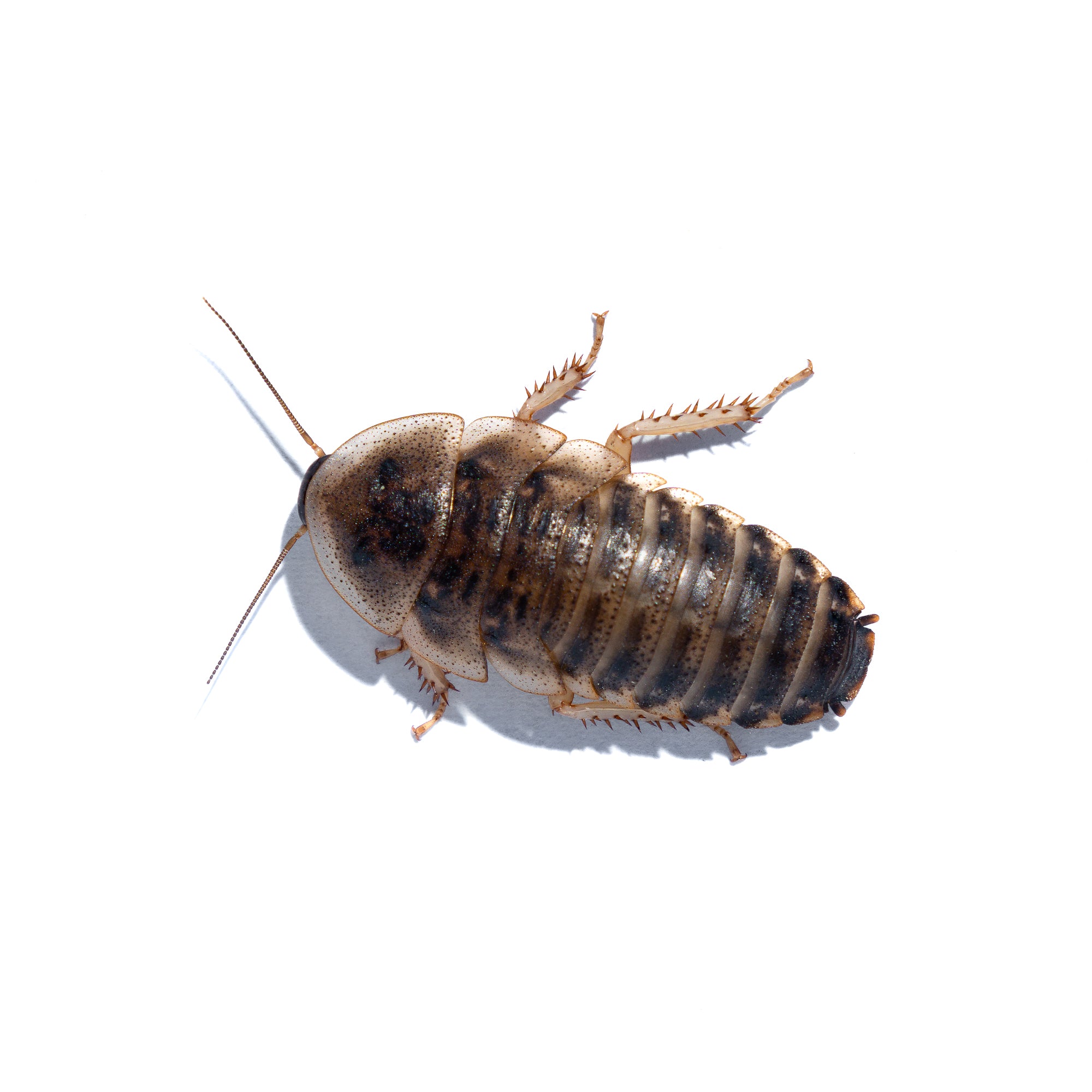 Dubia Roaches – Tasty Critters