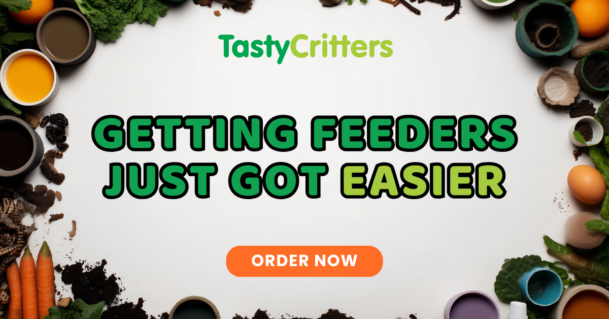 Red Runner Roaches – The Underrated Powerhouse Feeder for Reptiles and ...