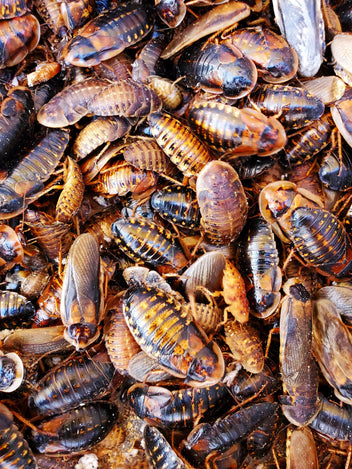 A Guide to Growing Black Soldier Fly Larvae: Turn Food Scraps into Sus ...